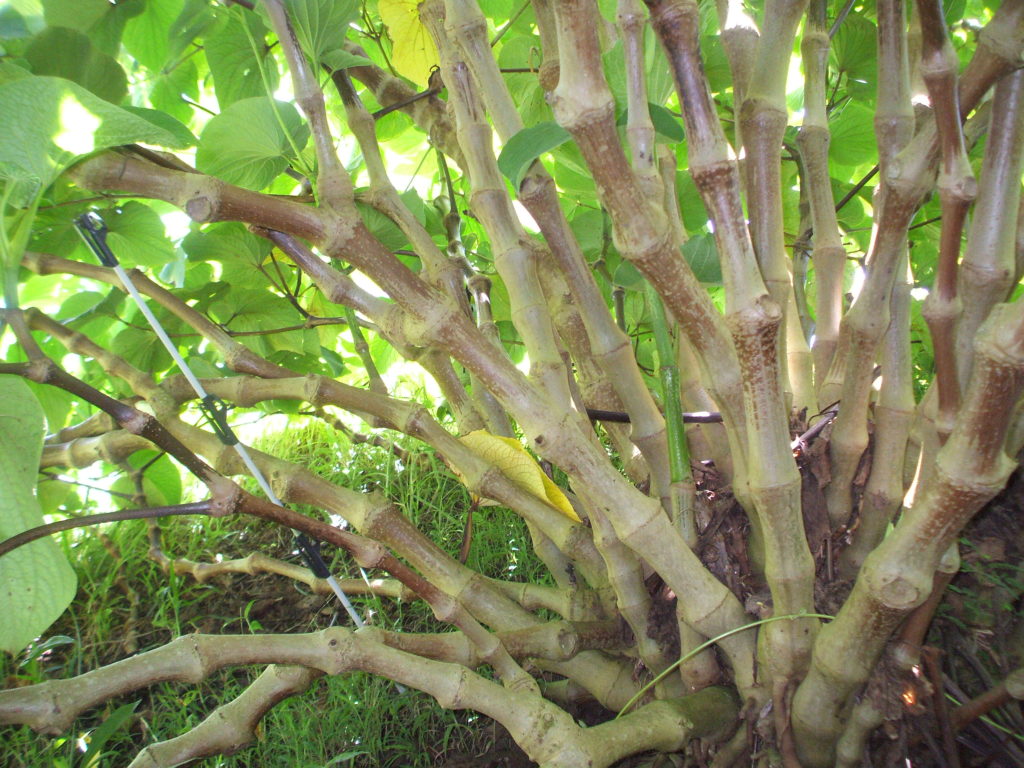 Pictures | Gourmet Hawaiian Kava